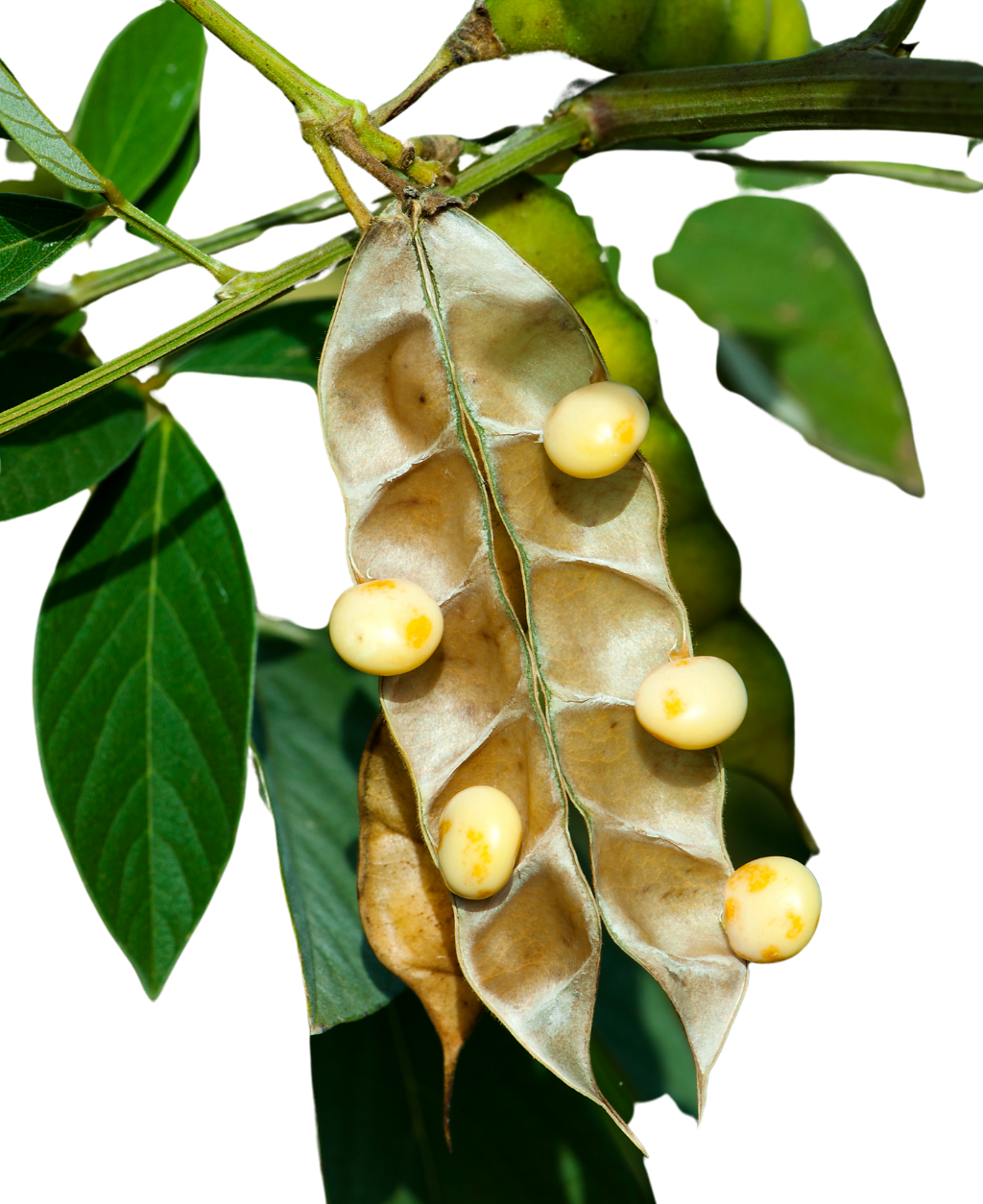 Buy Good Chi Cleansing Balm - Gentle Makeup Remover | Muihood